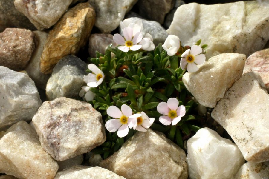 A-B - Alpine Plants